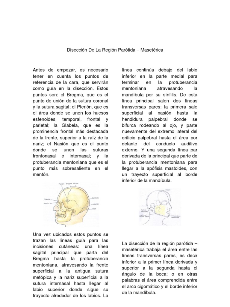 Diseccion de La Region Parotida - Manuel Endo | PDF | Anatomía humana ...