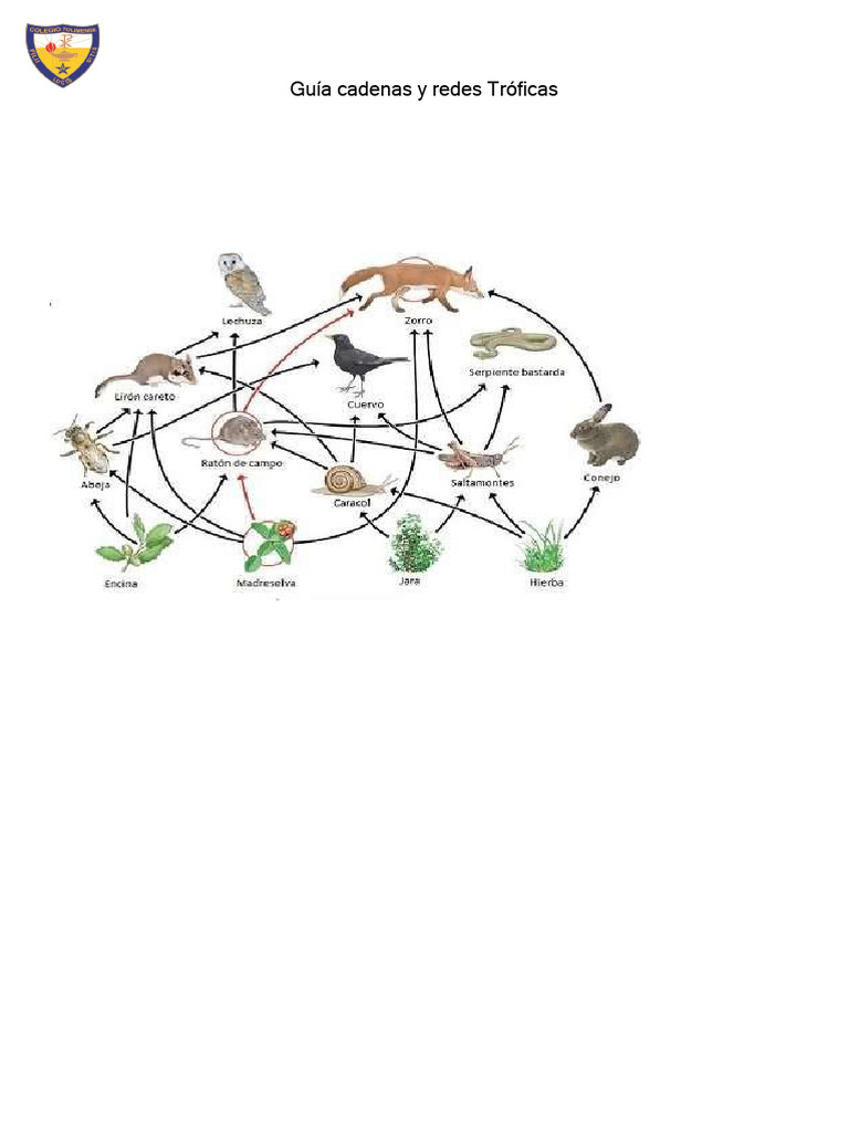 5° Guía Cadenas y Redes Tróficas | PDF | Red alimentaria | Plantas
