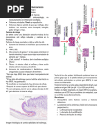 Clasificacion de Los Angeles de Esofagitis PDF | PDF ...