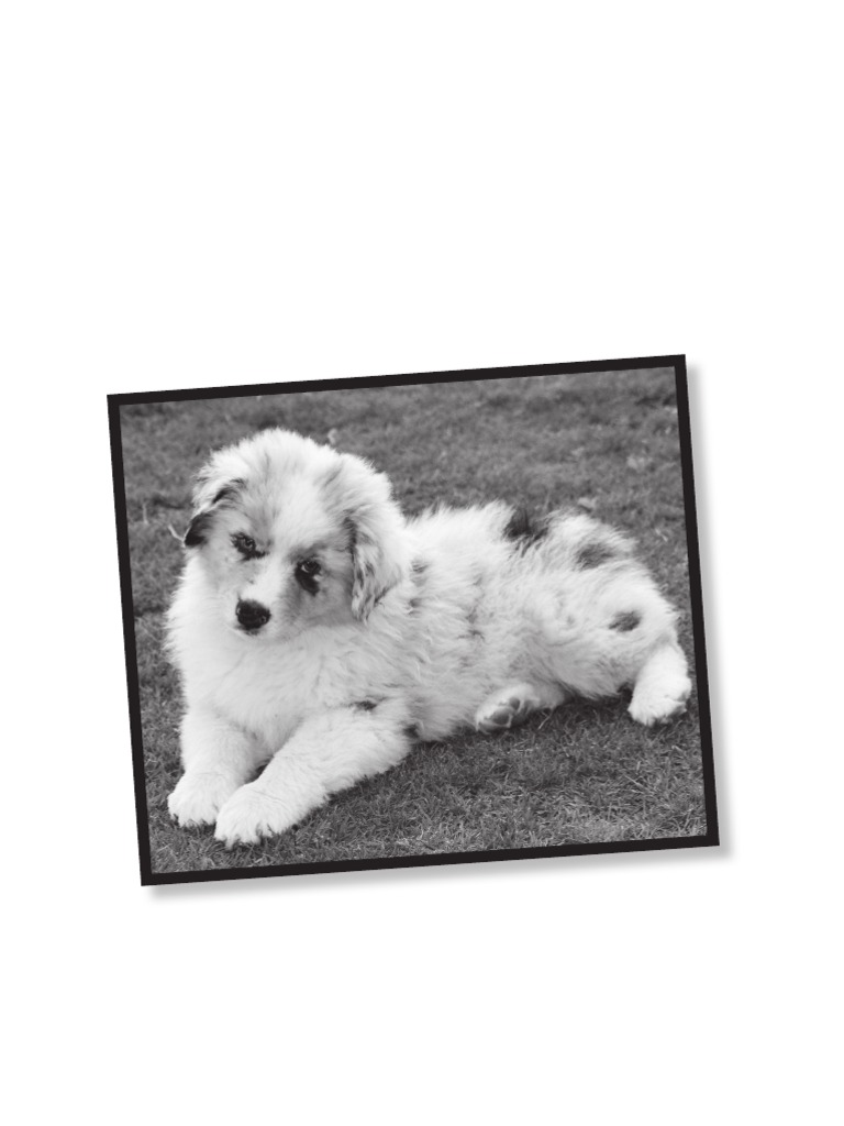 Show Dog | PDF | Conformation Show | American Kennel Club