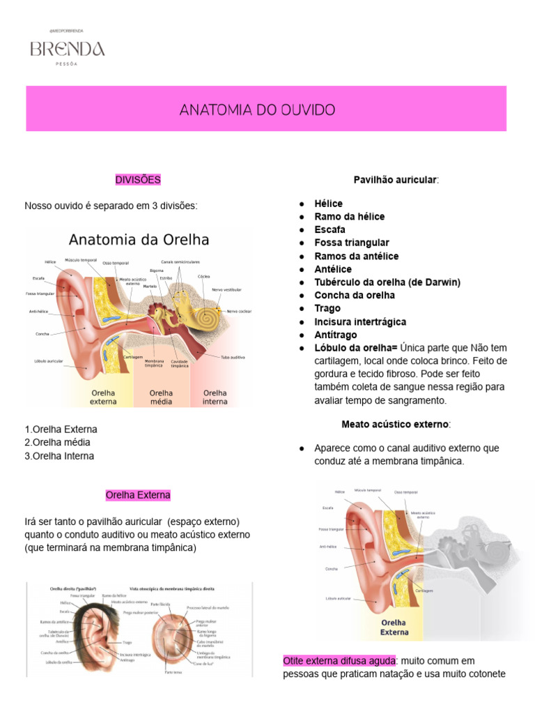 Estrutura e Função do Ouvido Humano | PDF | Audição | Orelha