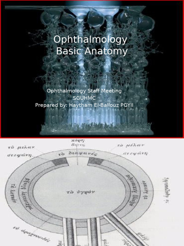 anatomy and basic physiology | PDF | Visual Cortex | Retina