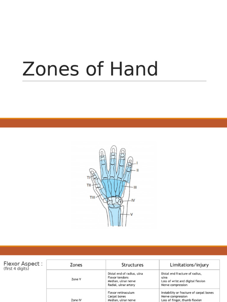 Zones of Hand | PDF