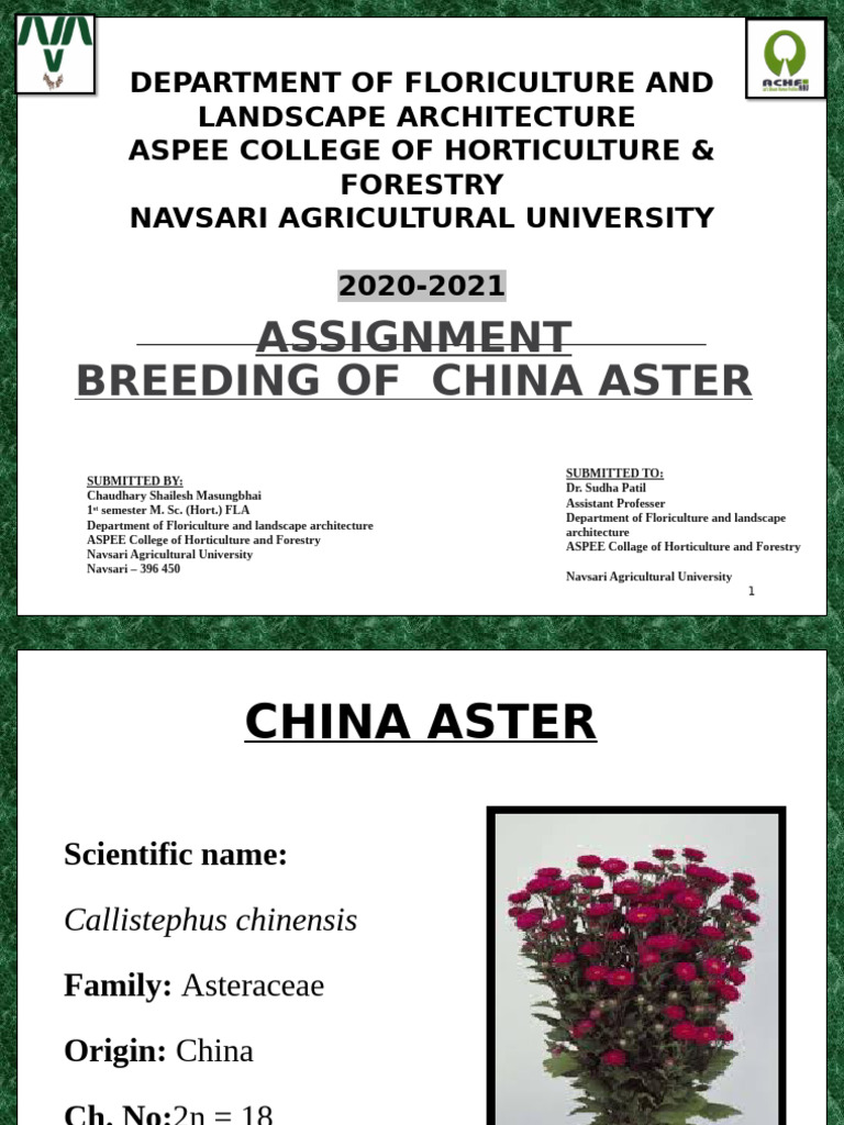 Breeding of China Aster | PDF | Flowers | Pollination