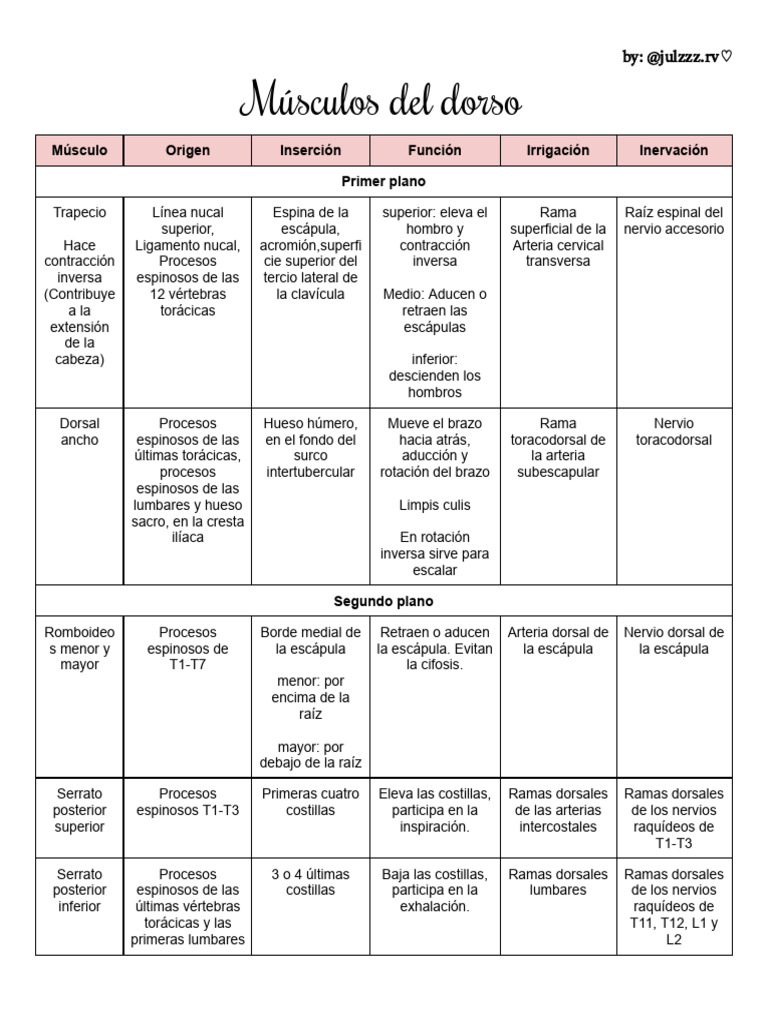 Músculos del dorso y nuca | PDF | Anatomía humana | Sistema esquelético