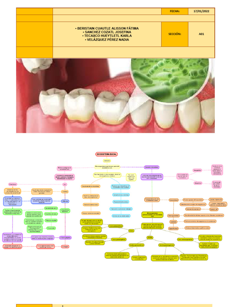A01 - Actividad 1. Mapa Conceptual - Ecosistema Bucal | PDF