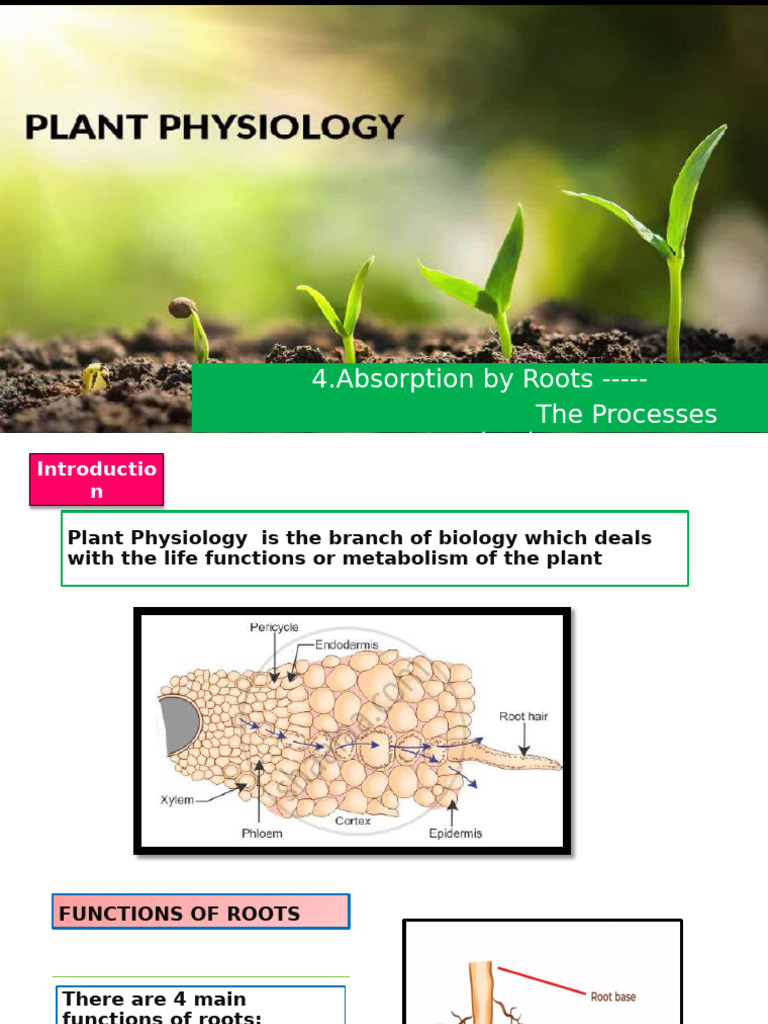 4.absorption of Water by Roots GRADE 10 | PDF | Osmosis | Root