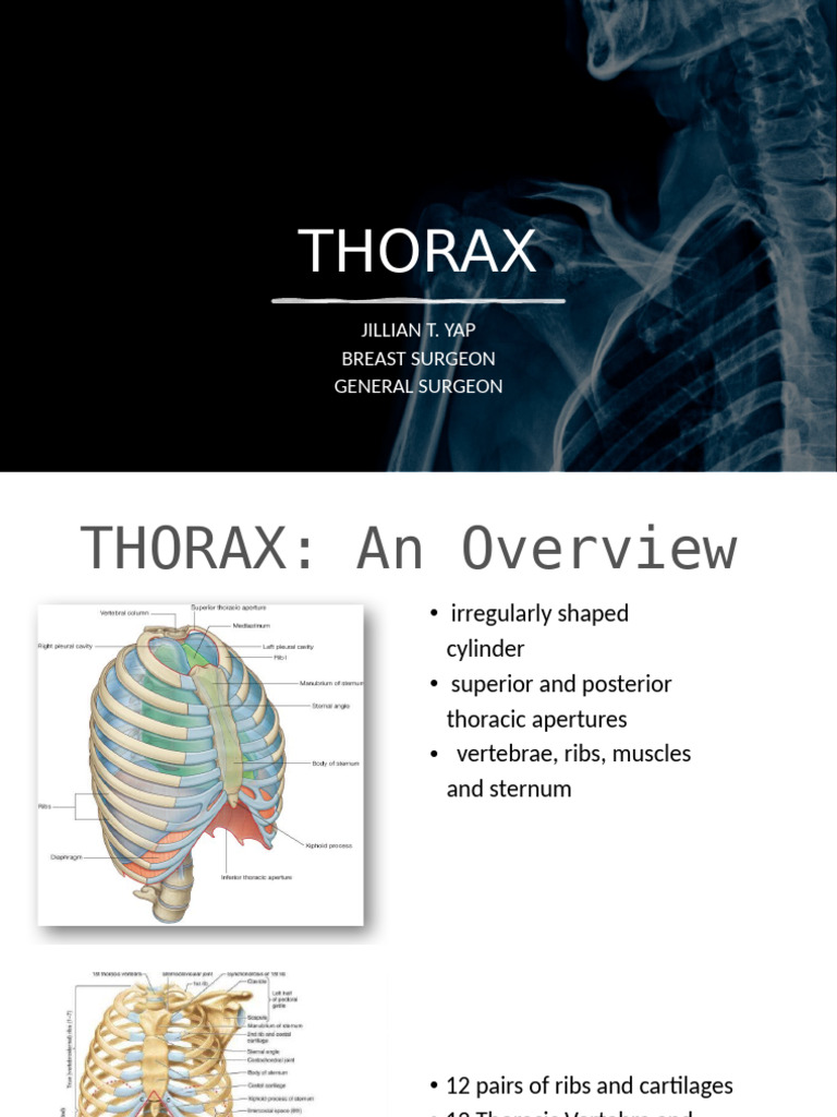 Overview of The Thorax | PDF | Vertebra | Thorax