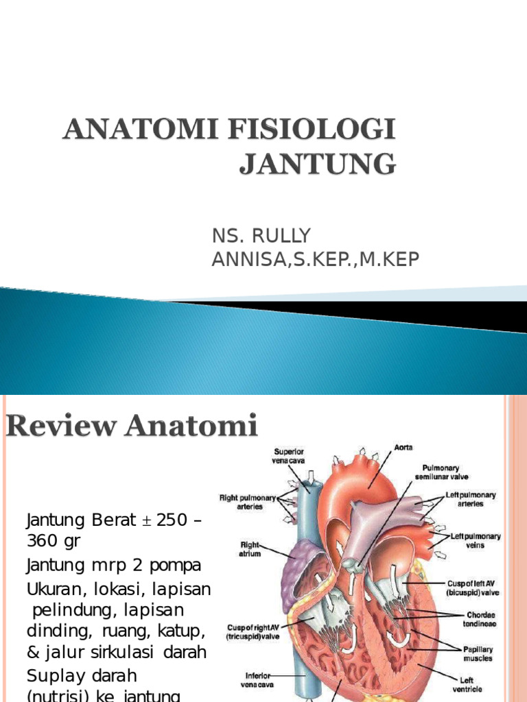 Anatomi Fisiologi Sistem Kardiovaskuler | PDF