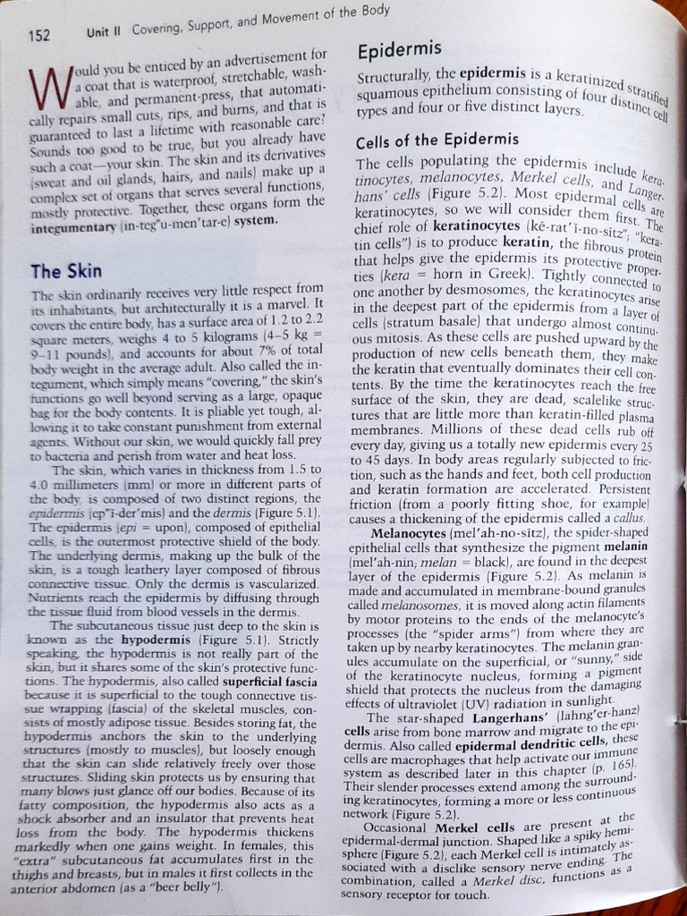 skin | PDF | Epidermis | Skin