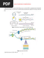 Bài 1 - DNA Và Cơ Chế Tái Bản DNA | PDF