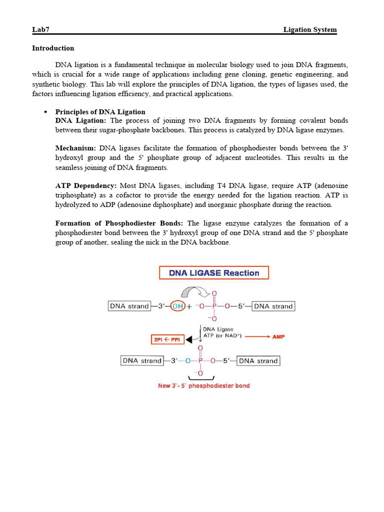 Lab7pdfnew 241111 213636 | PDF | Dna Ligase | Dna