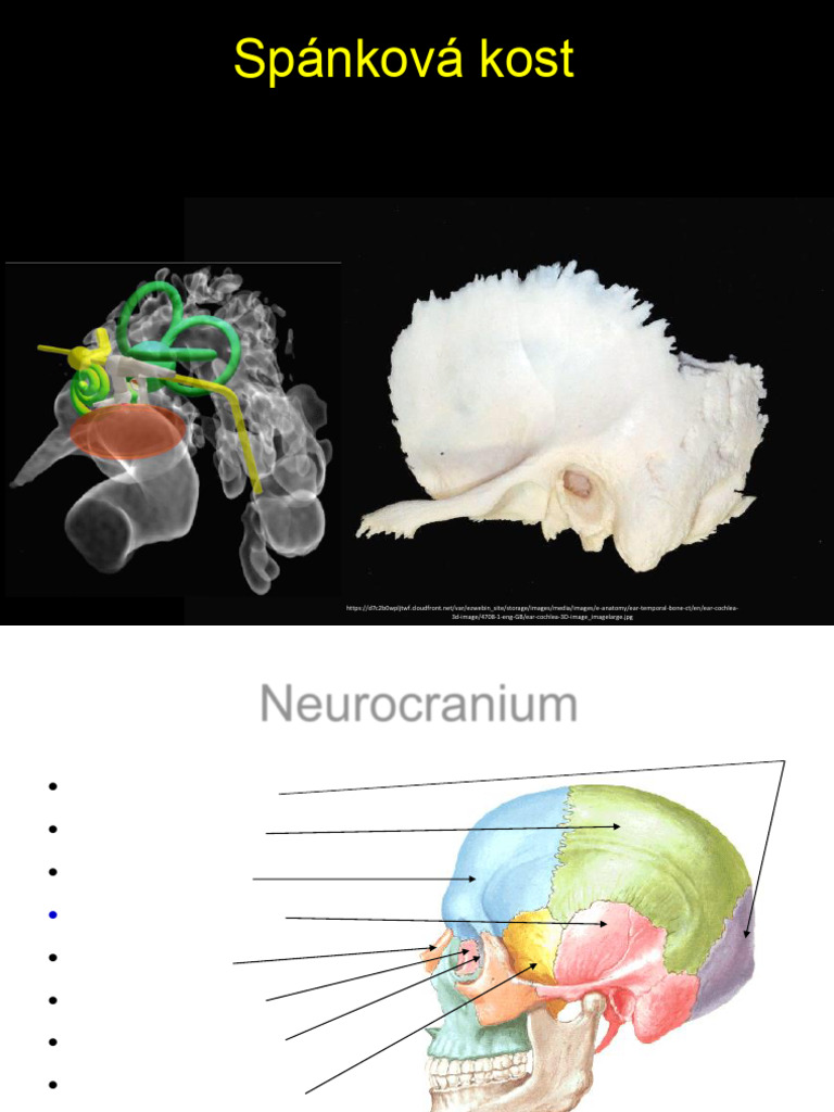 Lebka Spankova Kost | PDF