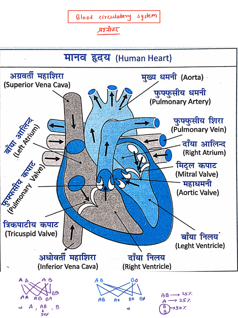 04 p3 Blood Circulation Questions | PDF