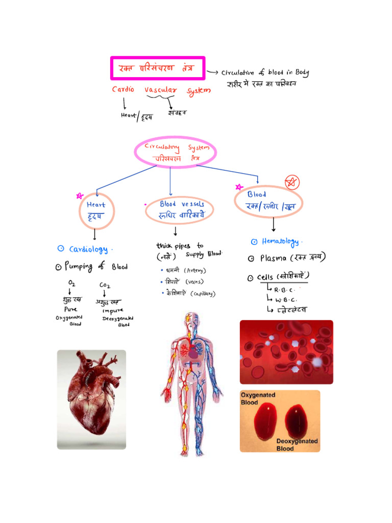 04 p2 BLOOD | PDF | White Blood Cell | Blood Type