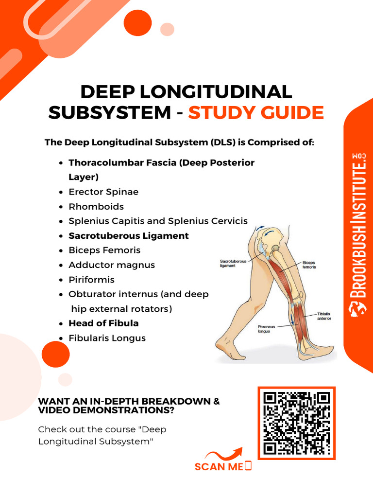 Deep Longitudinal Subsystem Study Guide PDF | PDF | Anatomical Terms Of ...