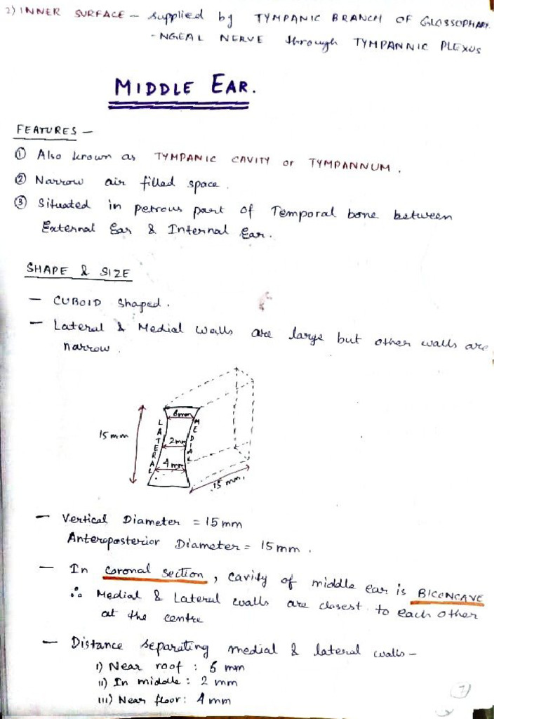 Middle Ear | PDF
