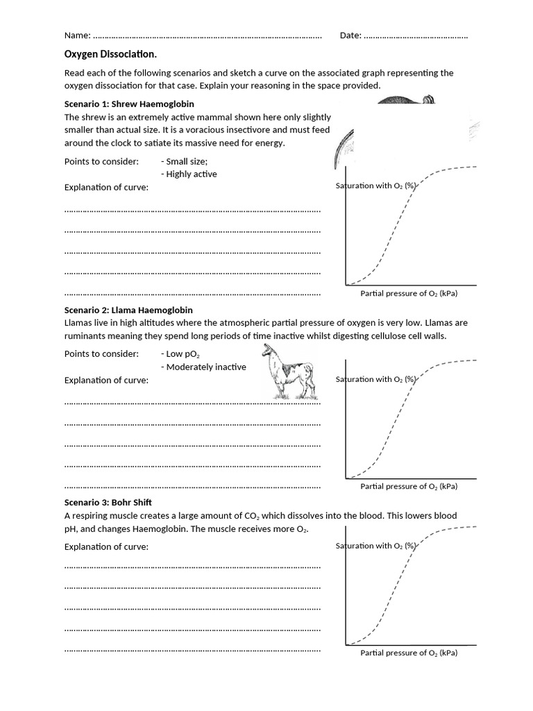 Oxygen Dissociation Curves | PDF | Respiration