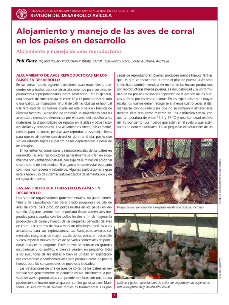 Manejo de Aves Reproductoras en Desarrollo | PDF | Aves | Pollo