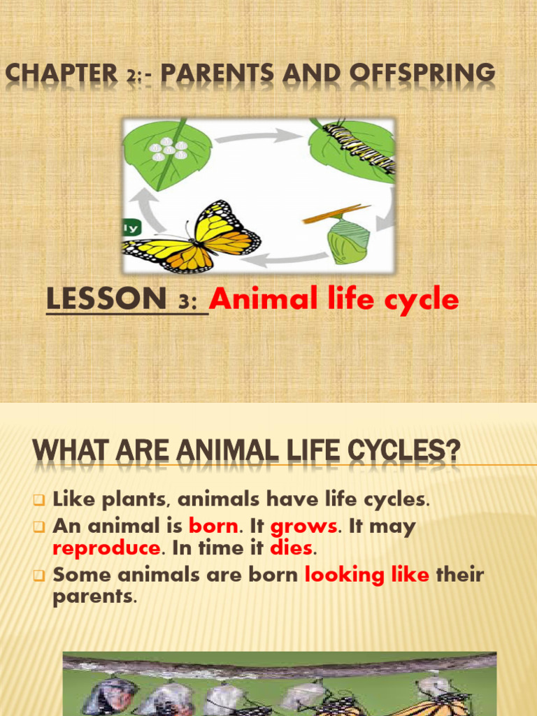 CH 2 l3 Animal Life Cycle | PDF | Egg | Pupa