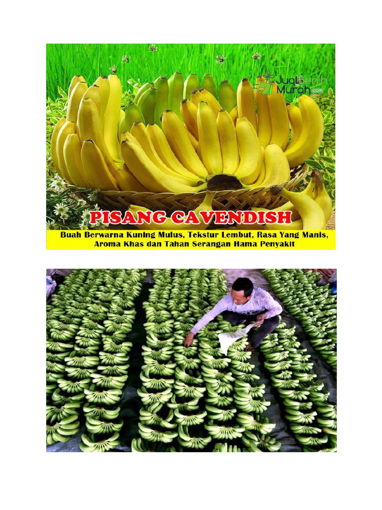 Pisang Cavendish | PDF