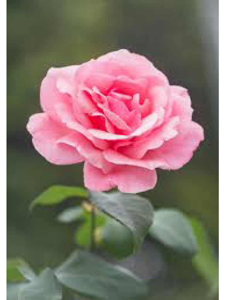 Rose | PDF