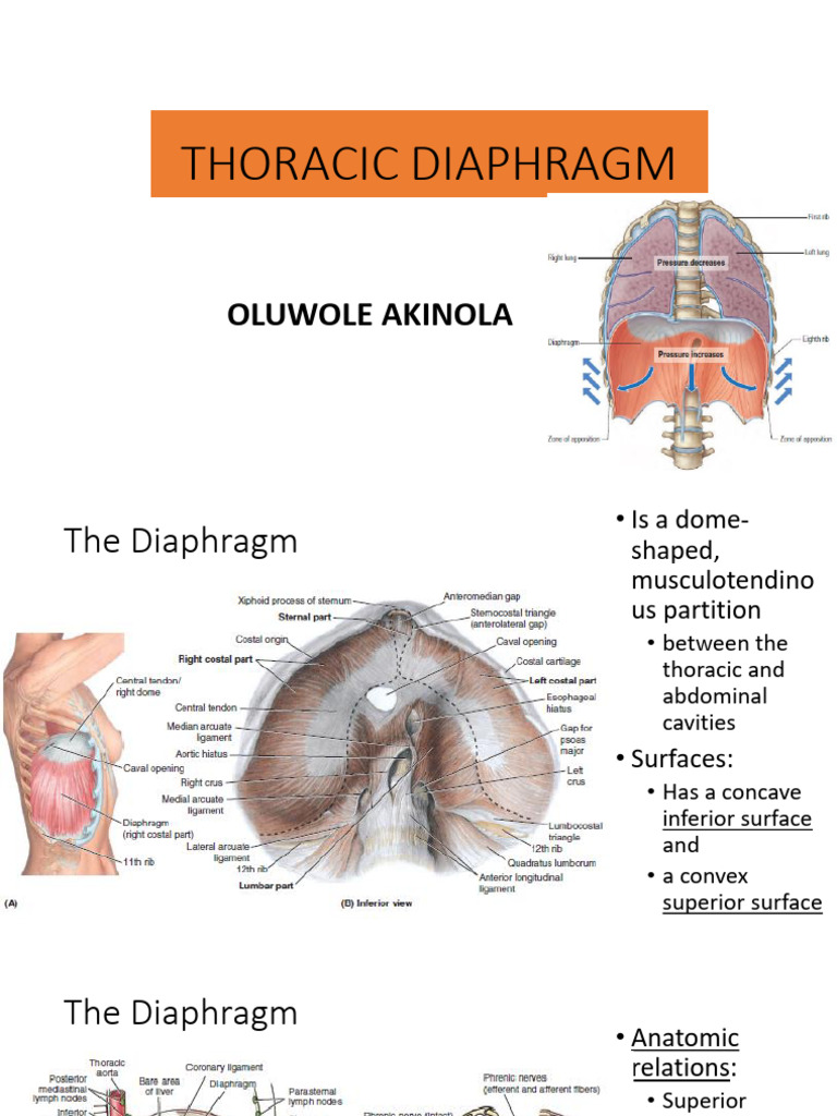 Anatomy and Function of the Diaphragm | PDF | Aorta | Vein