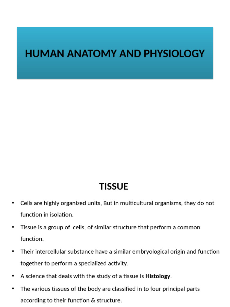LECTURE 03 TISSUE | PDF | Epithelium | Connective Tissue