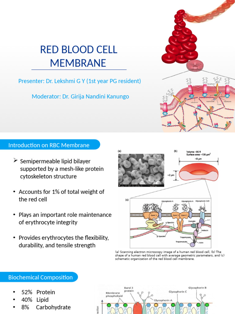 Rbc Membrane | PDF | Cell Membrane | Red Blood Cell