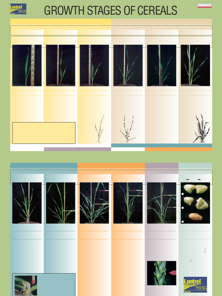 Zadoks-Growth-Scale | PDF | Plant Stem | Leaf