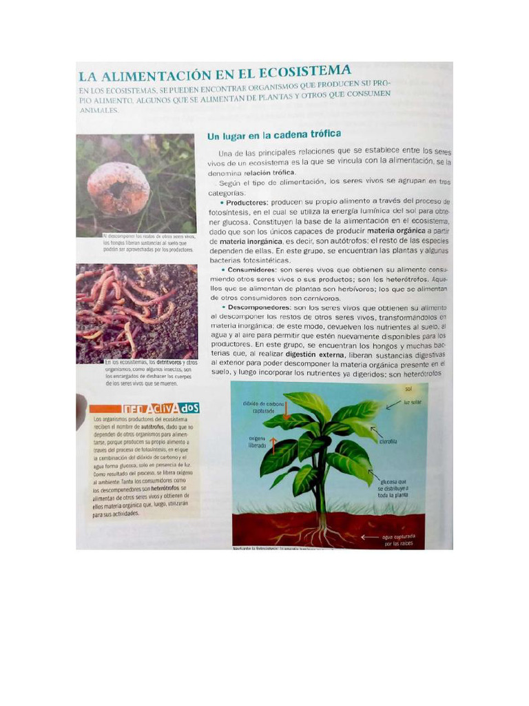 Cadenas y Redes Alimentarias | PDF