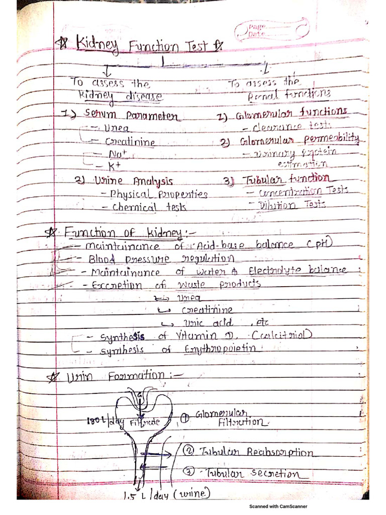 Renal Function Test Notes | PDF