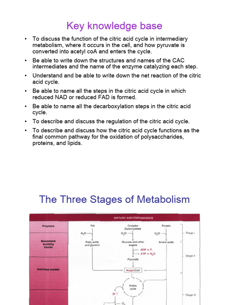 Krebs Cycle - 2008 BIOCHEM 201 | PDF | Diet & Nutrition | Chemistry