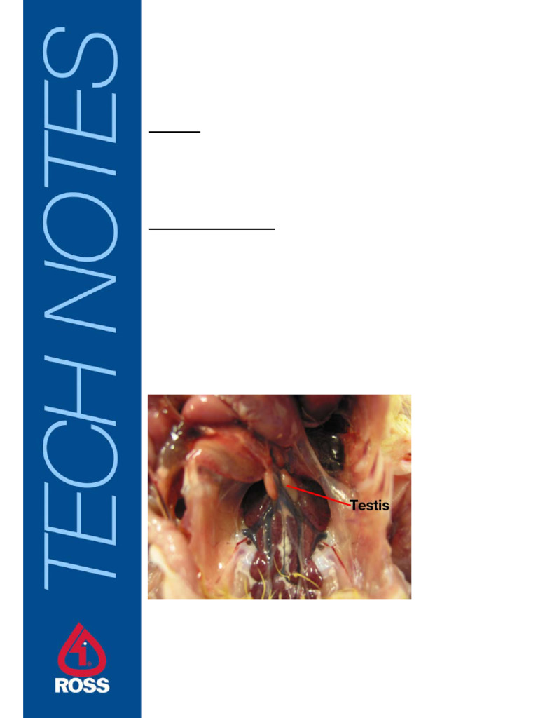 Ross Tech Note Testes Development | PDF | Testicle | Fertility