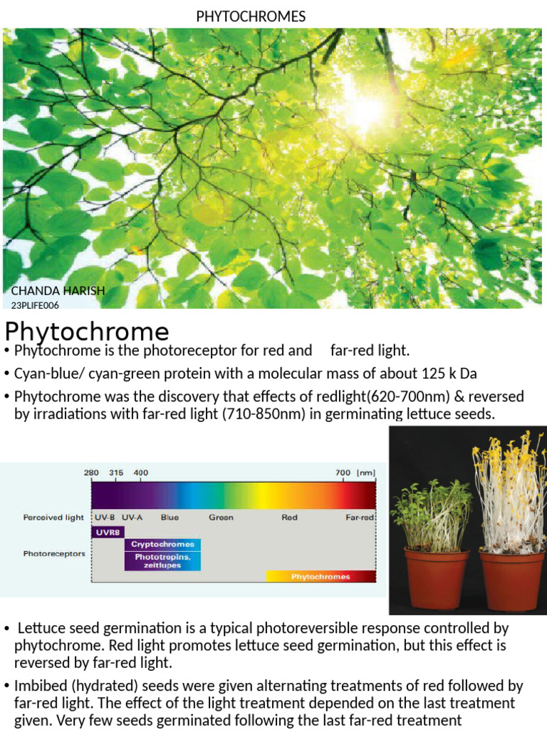 phytochrome (1) | PDF | Nutrients | Proteins