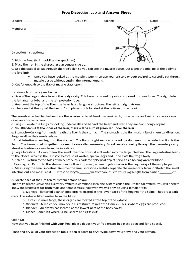 Frog Dissection Lab and Answer Sheet | PDF | Heart | Liver