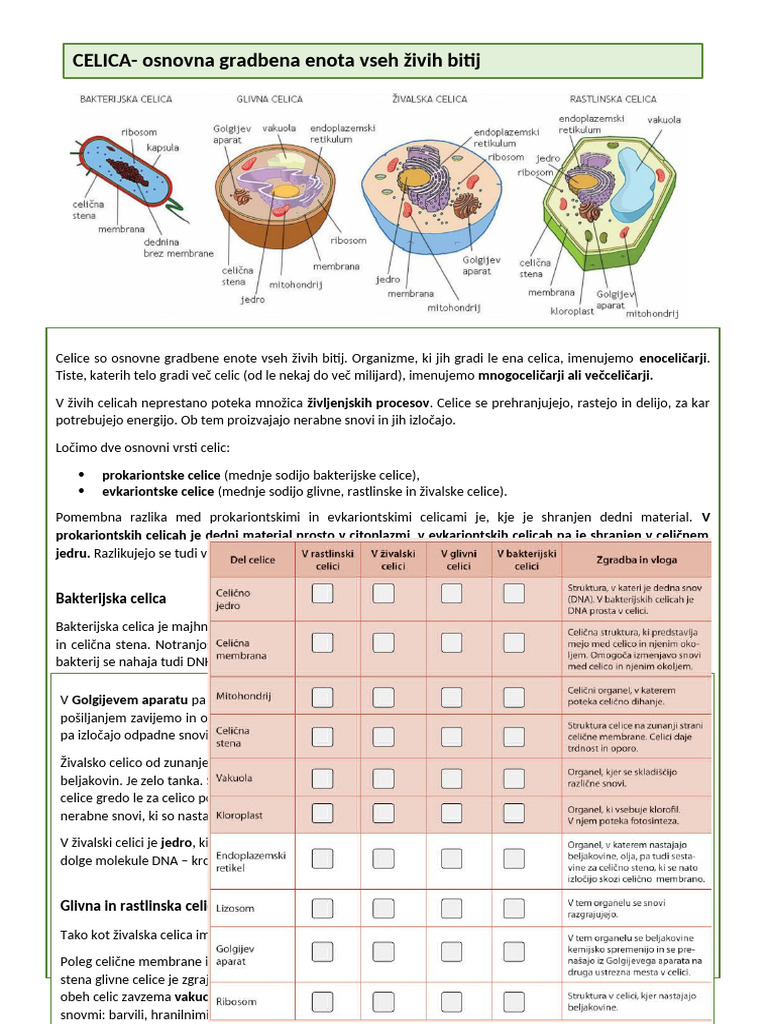 DL_primerjava_ZGRADBA CELICE_23_BIO9 | PDF