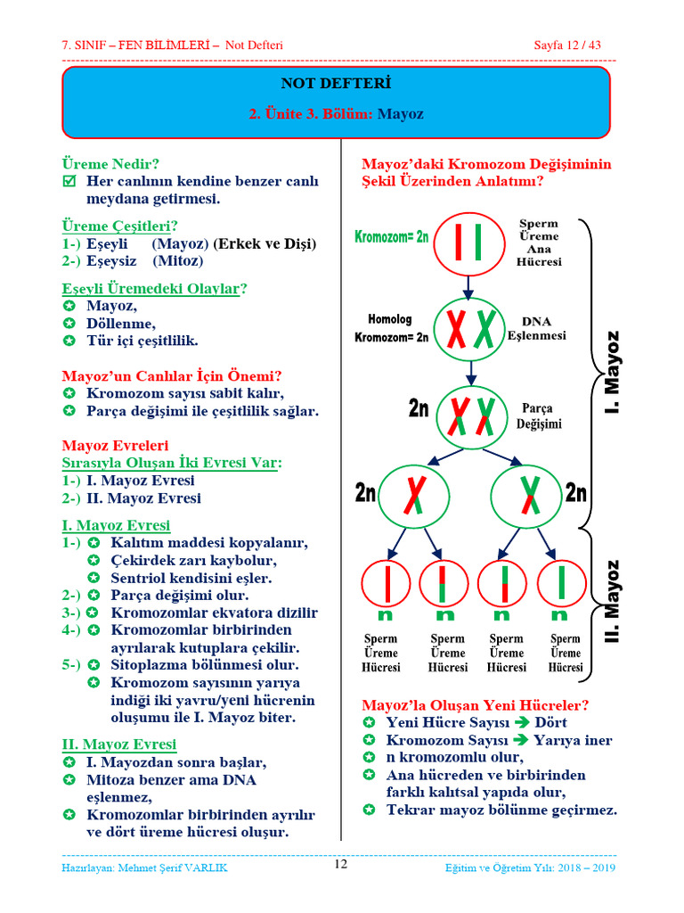 7.sinif Fen Bilimleri Mayoz Bolunme Konu Anlatimi | PDF