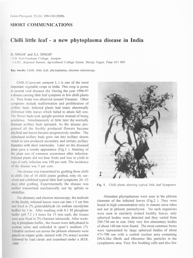 Chilli Little Leaf Phytoplasma Disease | PDF | Botany | Branches Of Botany