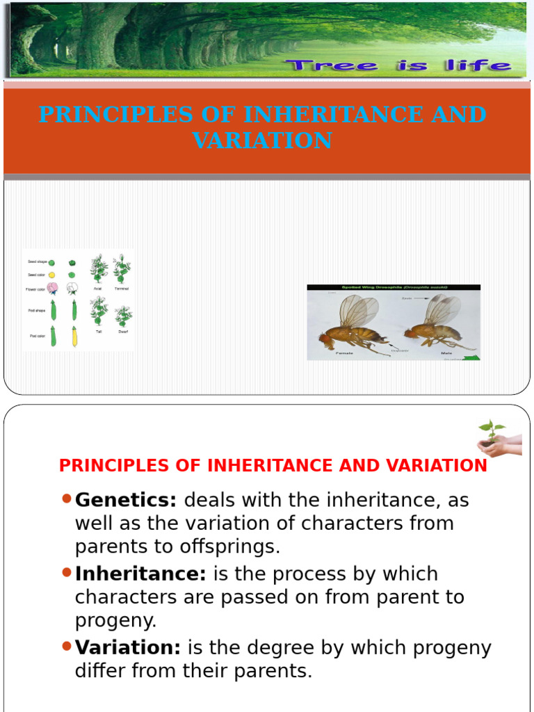 Principles of Inheritance and Variation | PDF | Dominance (Genetics) | Genotype