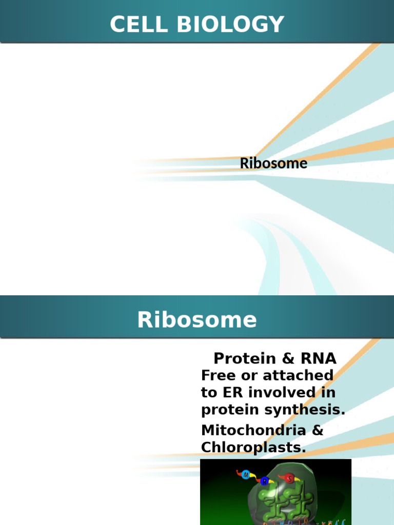 17 Ribosomes | PDF