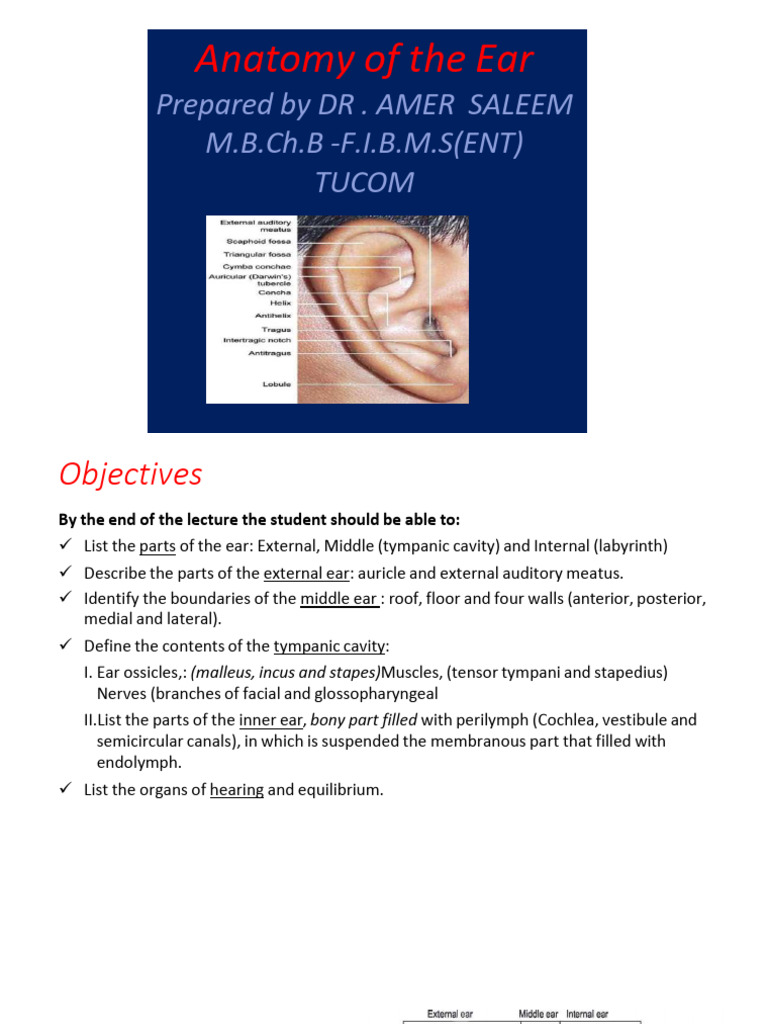 Anatomy of the Ear | PDF | Ear | Audiology