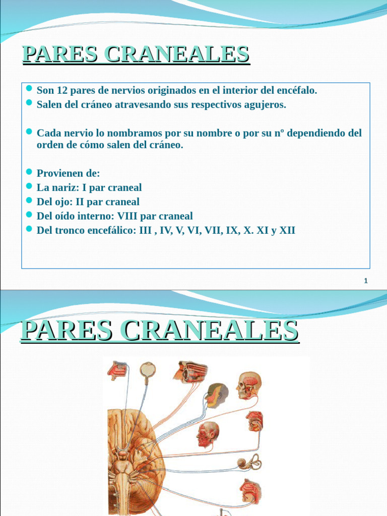 Funciones de los 12 Pares Craneales | PDF | Anatomía humana ...