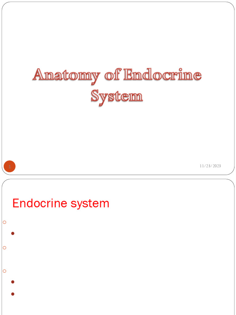 Anatomy of Endocrine System | PDF | Adrenal Gland | Pancreas