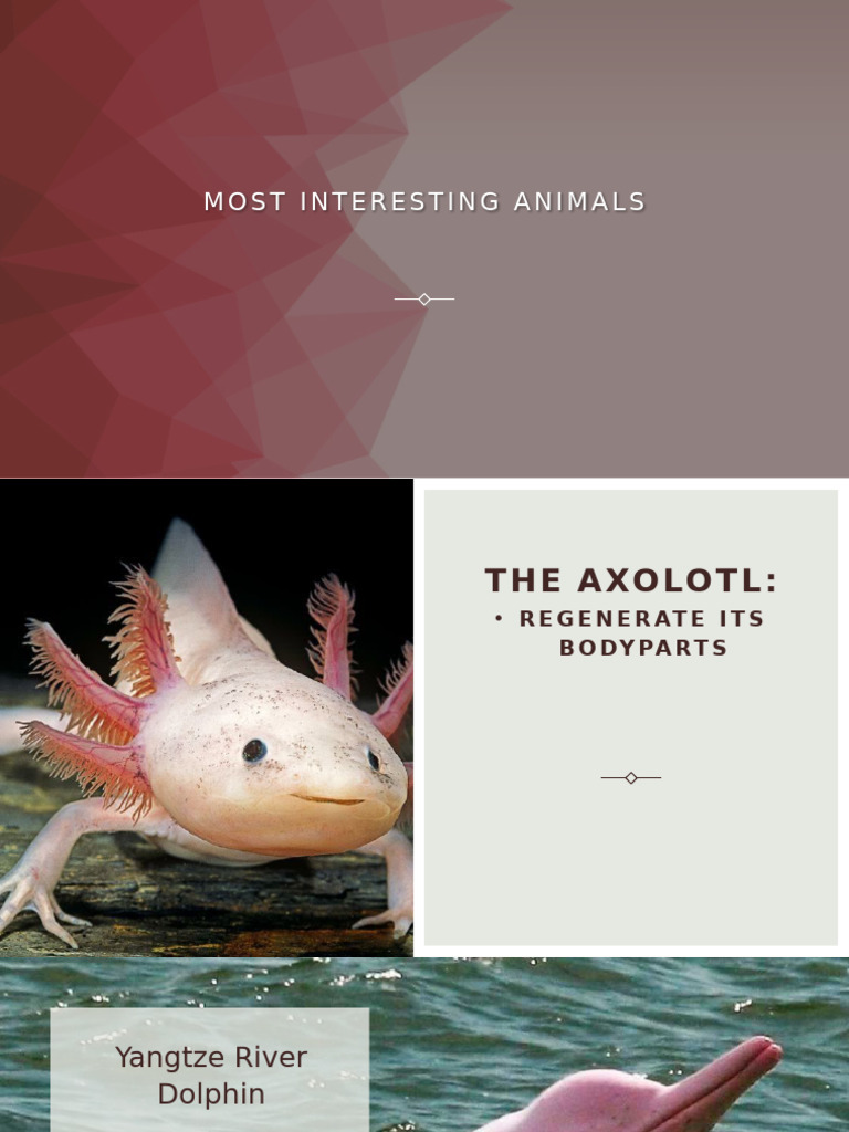 Most Interesting Animals | PDF