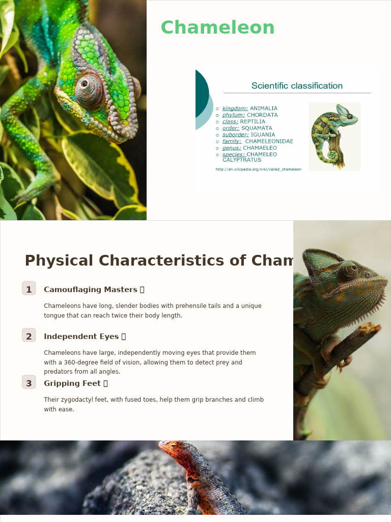 Presentation Chameleon & Hippocampus | PDF