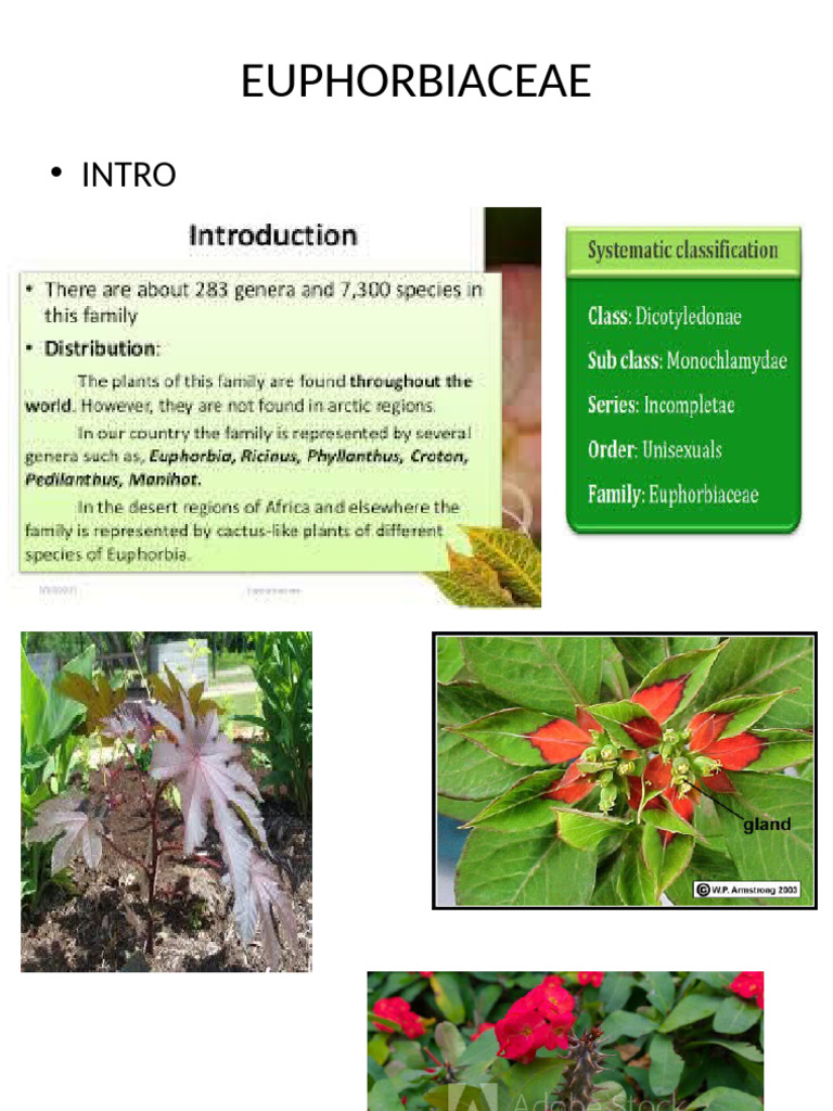 Euphorbiaceae | PDF