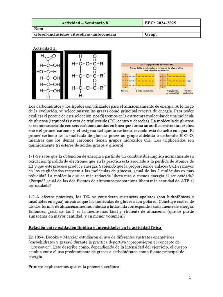 Seminario 8 EFC 2024-2025 | PDF | Ejercicio aerobico | Bioquímica