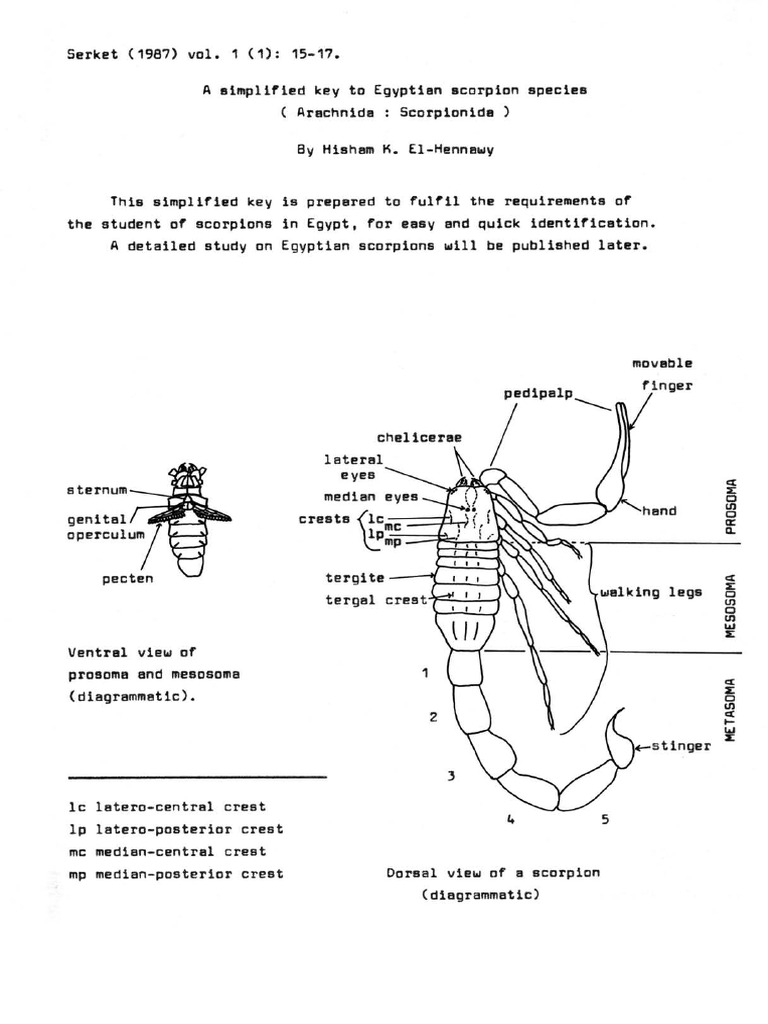 005-1987-A Simplified Key To Egyptian Scorpion Species - Serket 1 (1 ...
