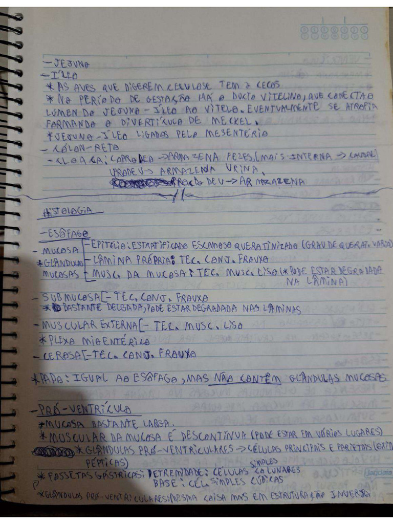 Resumo Morfo II - Sistema Digestório de Aves | PDF